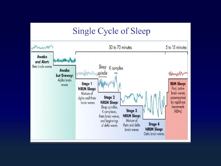 Introduction to Sleep Biology Lecture 22 Christophe P