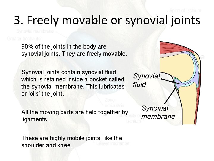 Unit 1 Types of Joints Learning Objectives All
