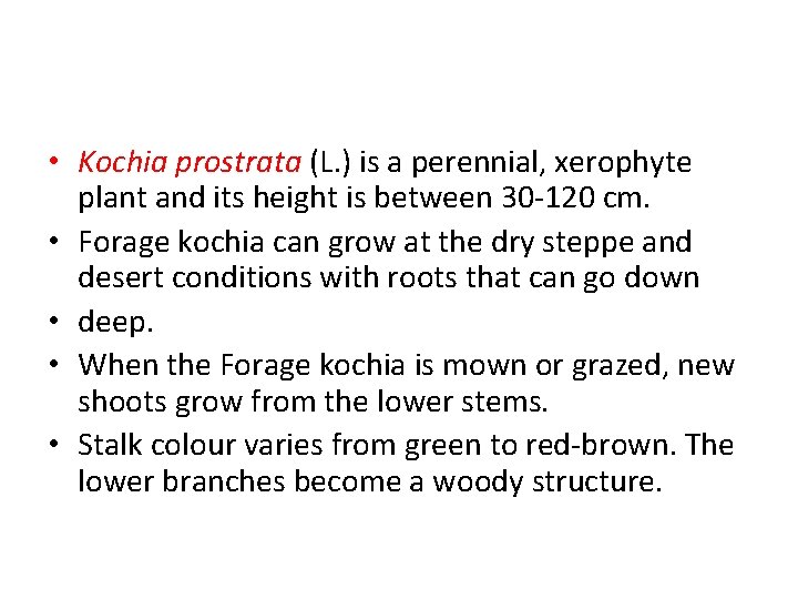 Kochia Bassia Chenopodiaceae Family There are 2 types
