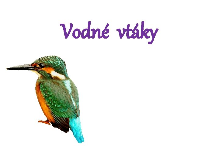 Vodn vtky m je pokryt telo vtkov PERM