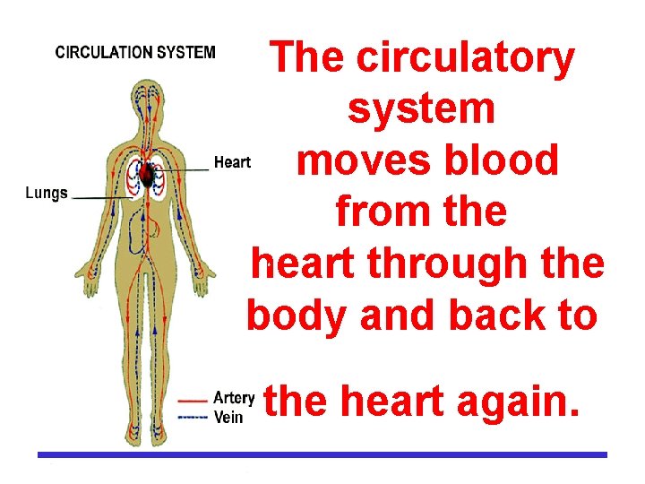 Circulatory System The circulatory system moves blood from