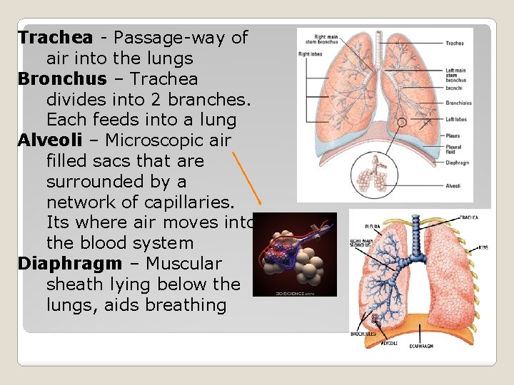The Respiratory System Brings air from the atmosphere