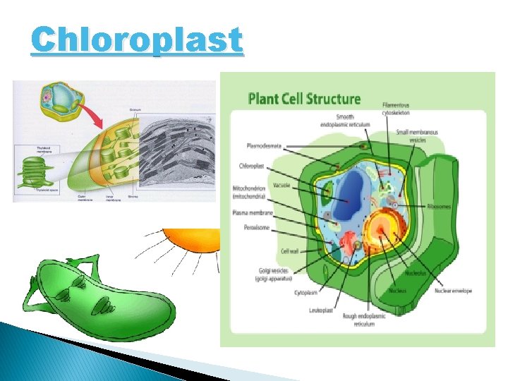 LEARNING GOALS Cells are the basic unit of