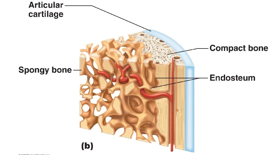 Bone Tissue and The Axial Skeleton Lab 5