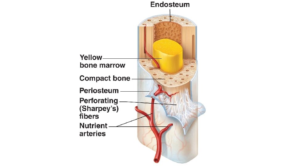 Bone Tissue and The Axial Skeleton Lab 5