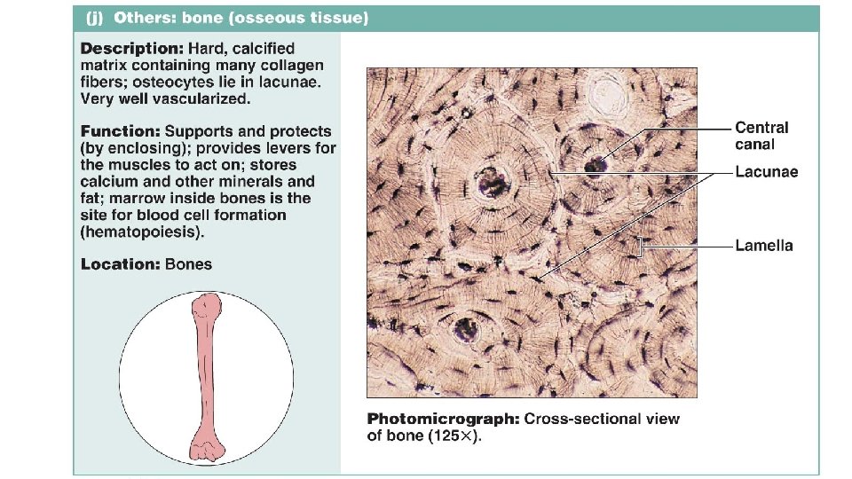 Bone Tissue and The Axial Skeleton Lab 5