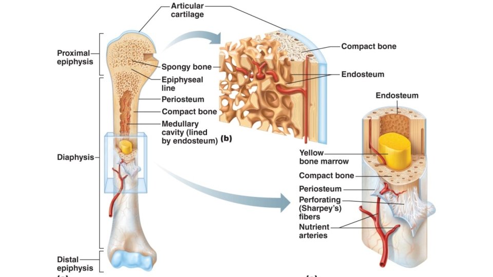 Bone Tissue and The Axial Skeleton Lab 5