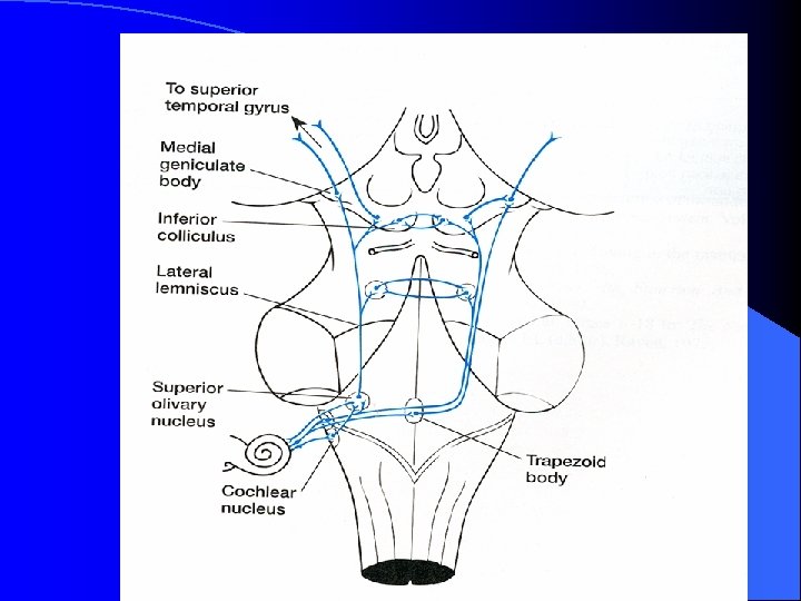 The tympanic membrane ear drum separates the external