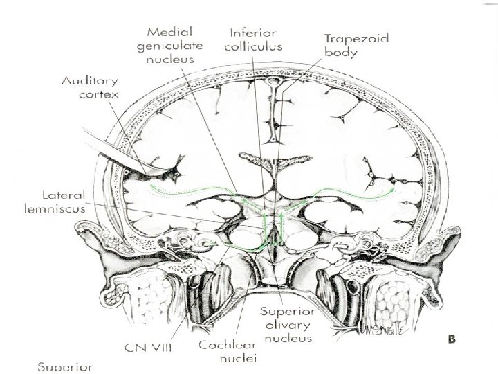 The tympanic membrane ear drum separates the external