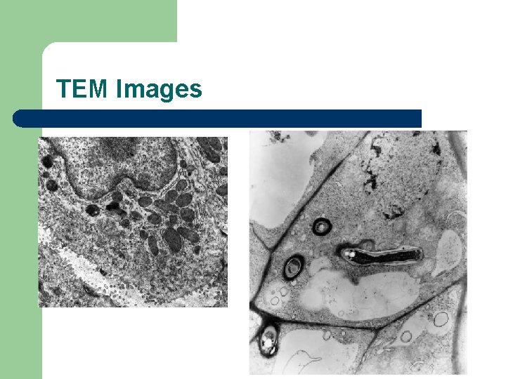 Cells The Basic Unit of Life How to