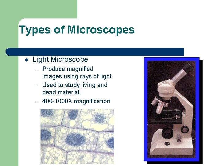 Cells The Basic Unit of Life How to