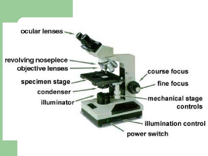 Cells The Basic Unit of Life How to