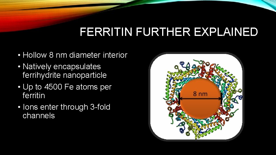 OXIDATIONREDUCTION POTENTIAL OF IRON ENCAPSULATED BY FERRITIN Jacob