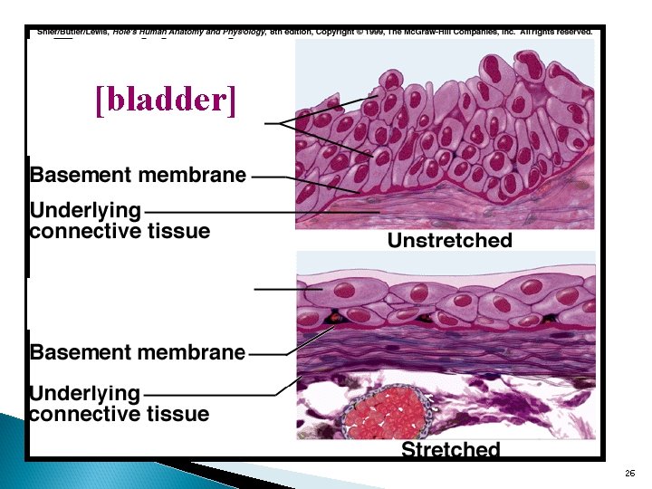 Chapter 4 Tissues Glands Membranes 1 General Definitions