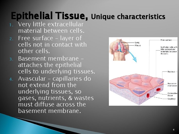 Chapter 4 Tissues Glands Membranes 1 General Definitions