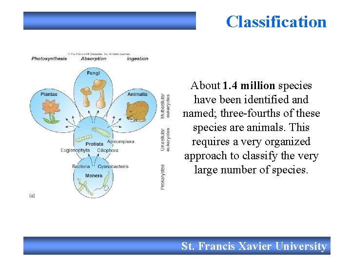 Biology 201 Dr Edwin De Mont Animal Classification