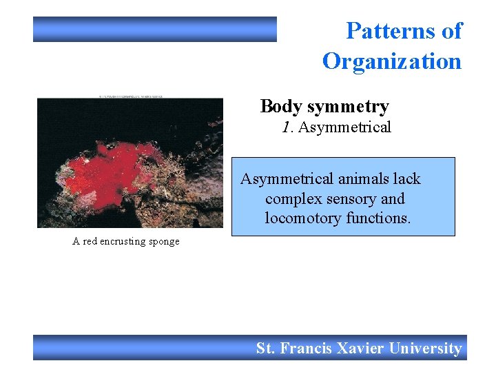Biology 201 Dr Edwin De Mont Animal Classification