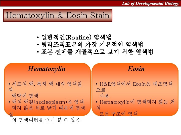 Lab of Developmental Biology Hematoxylin Eosin Stain The