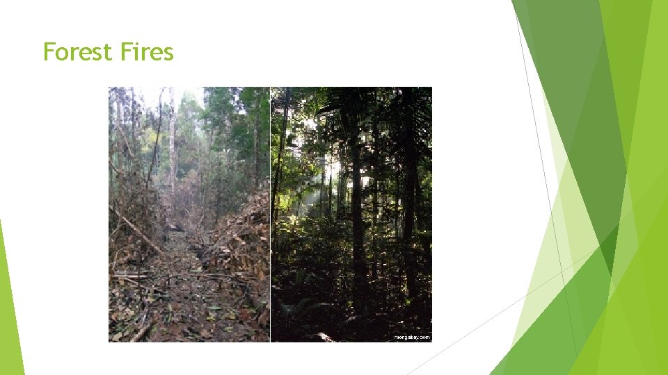 The Effects of Amazon Deforestation on Climate Change