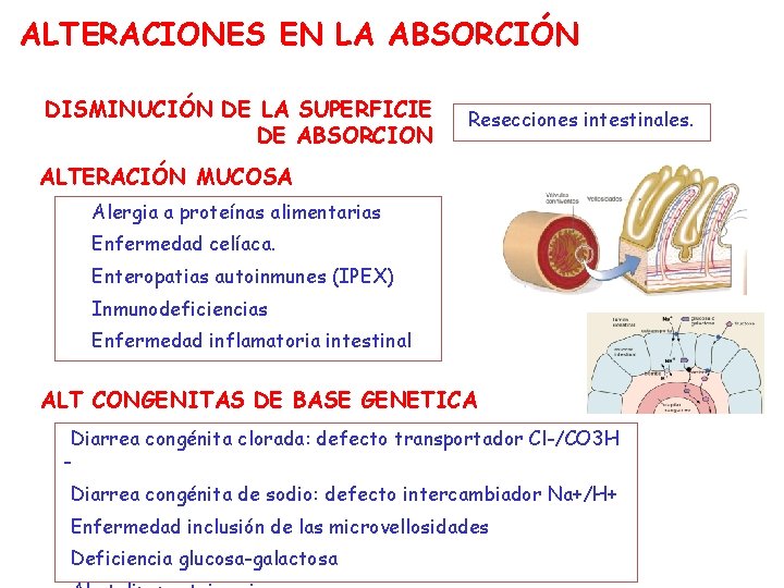 SNDROME DE MALABSORCIN INTESTINAL Diarrea crnica Concepto Fisiopatologa