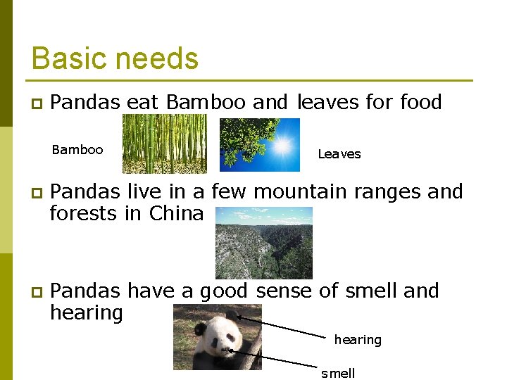 Giant PANDAS By Shelbi olmstead Diagram of a