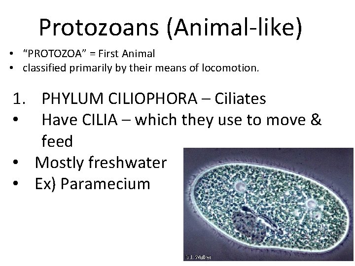 Kingdom Protista Most UNICELLULAR some MULTICELLULAR EUKARYOTIC 3