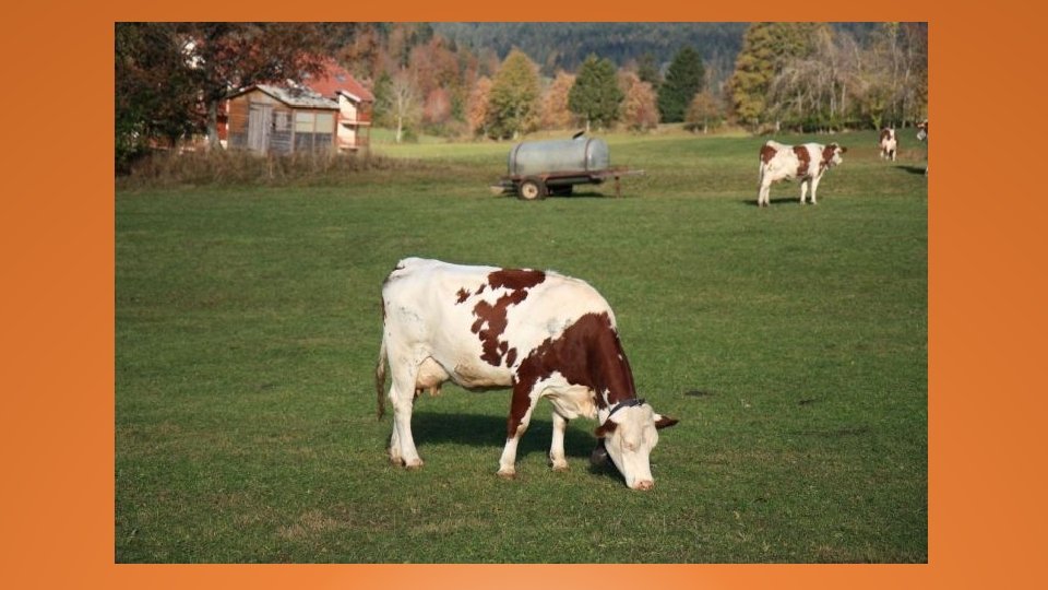 La petite vache Normande Texte de Simone Robert