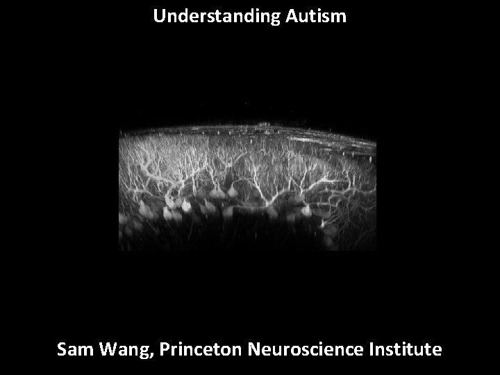 Understanding Autism Sam Wang Princeton Neuroscience Institute Structural