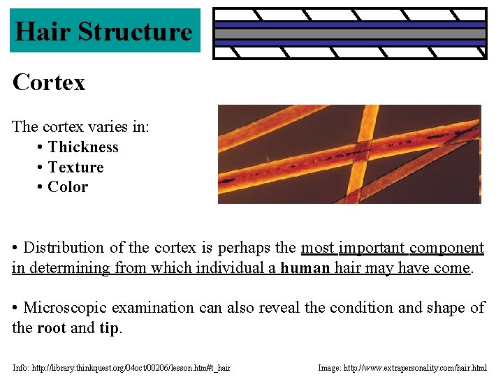 Crime Scene Investigation Hair and Fiber Evidence Biology
