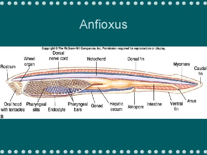 Phylum Chordata Contribuciones biolgicas Endoesqueleto de vrtebras permite