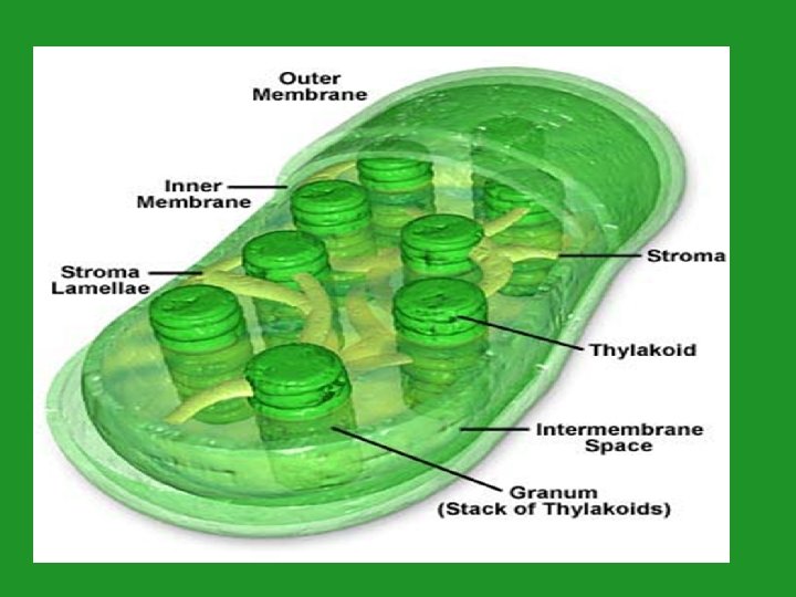 Photosynthesis Objectives 1 Describe the structure of a
