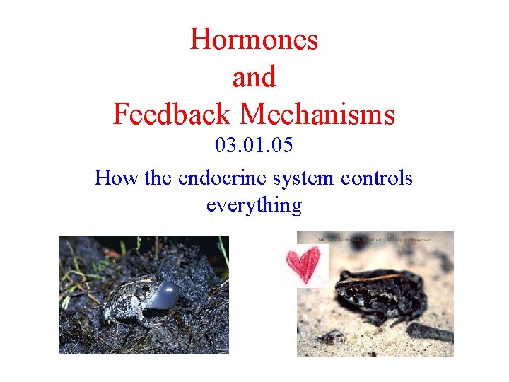 Hormones and Feedback Mechanisms 03 01 05 How