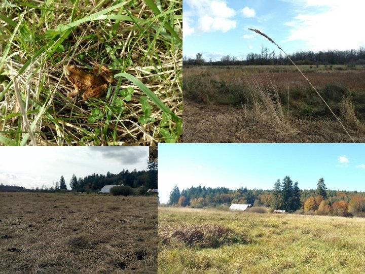 Tracking Y Ranch Grazing for Conservation Ecological Opportunities
