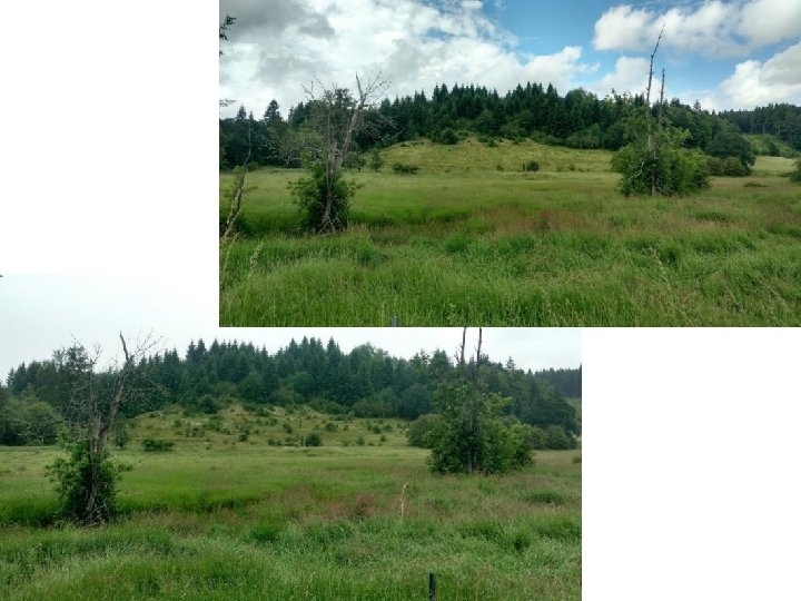 Tracking Y Ranch Grazing for Conservation Ecological Opportunities
