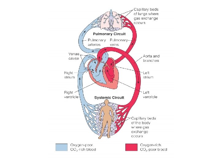 UNIT II Cardiovascular System Cardiovascular System Hypertension Congestive
