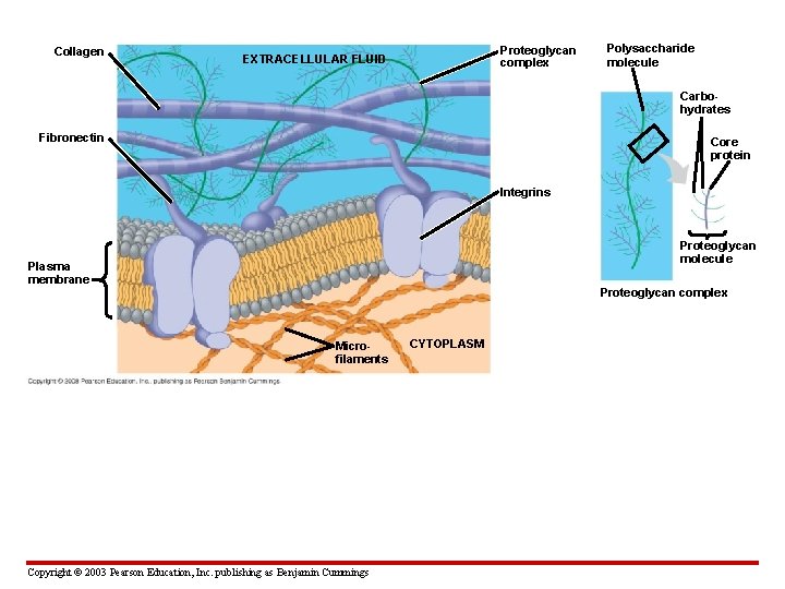 2019 Biology 2 Chapter 20 Unifying concepts of