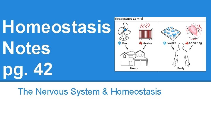 Homeostasis Notes pg 42 The Nervous System Homeostasis