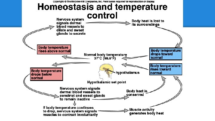 Homeostasis Notes pg 42 The Nervous System Homeostasis