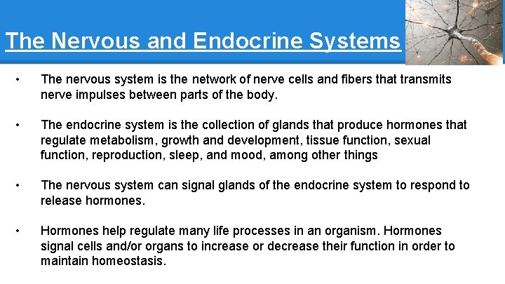 Homeostasis Notes pg 42 The Nervous System Homeostasis