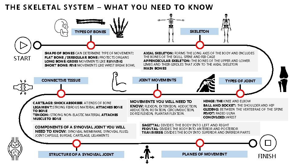 THE SKELETAL SYSTEM WHAT YOU NEED TO KNOW