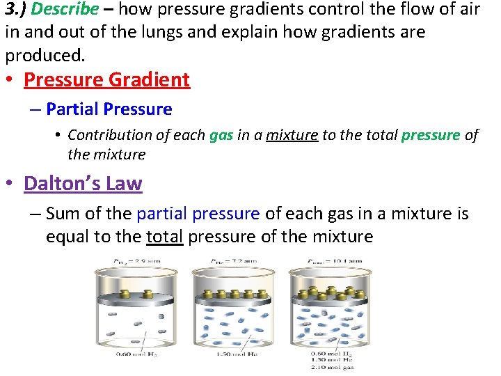 Std 12 Respiratory System Essential Questions 2 Gas