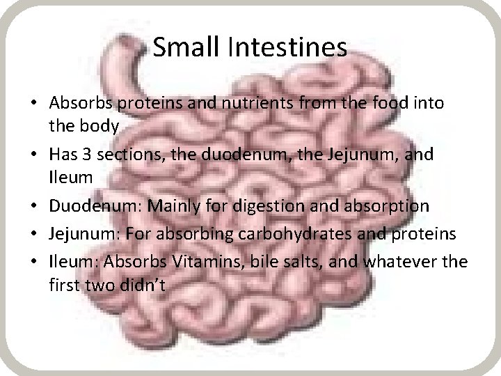 The Digestive System Ty Clare Brooks Larson Tobbie