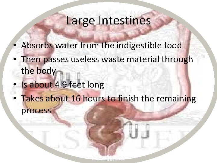 The Digestive System Ty Clare Brooks Larson Tobbie