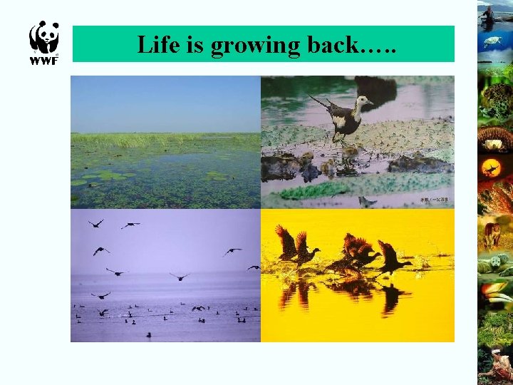 WWF Who What Created in 1960 The world