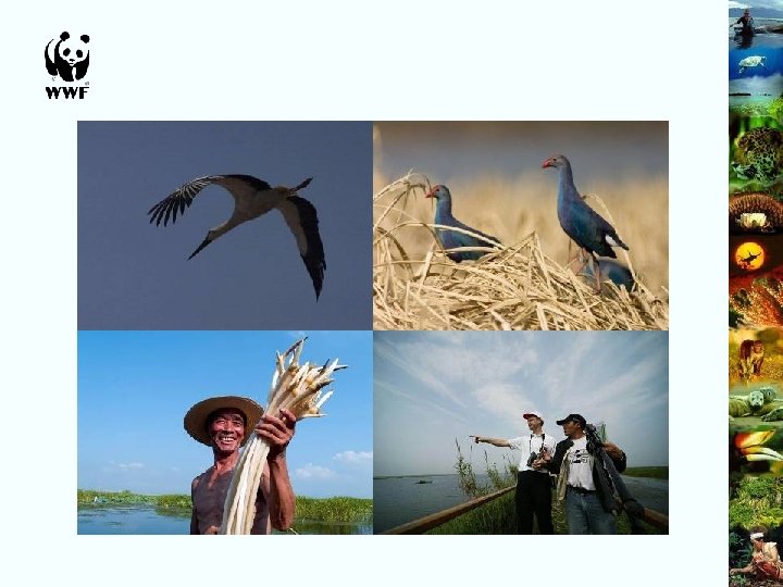 WWF Who What Created in 1960 The world