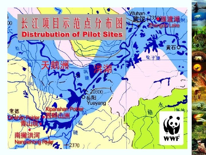 WWF Who What Created in 1960 The world
