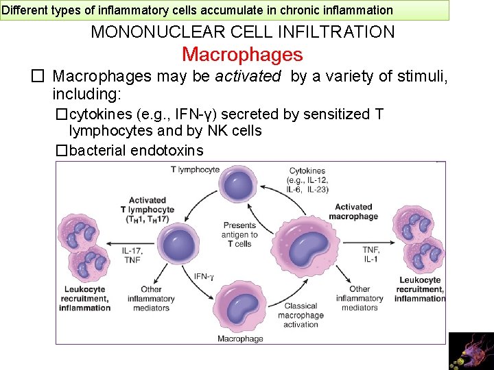 Foundation Block Pathology Oct 2019 INFLAMMATION AND REPAIR