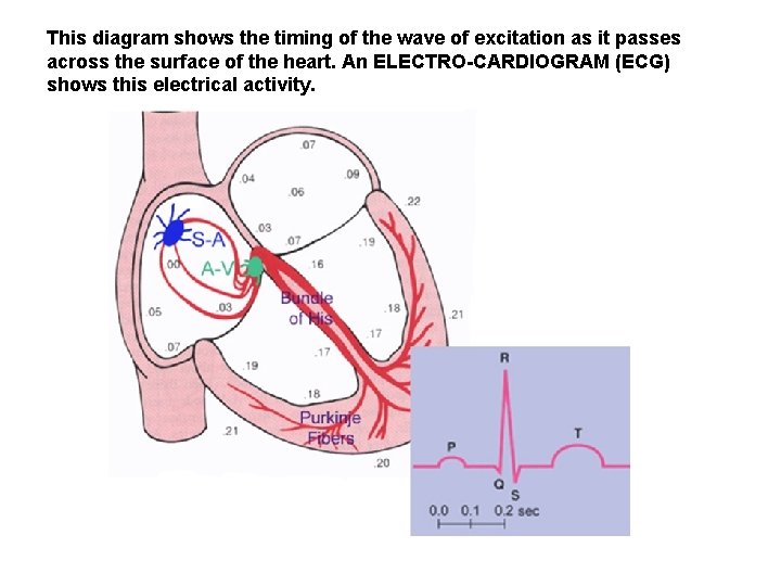 Coordination of cardiac cycle ensures coordinated contractions of