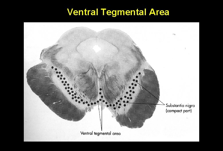 Motor Systems Lecture 4 Michael S Beauchamp Ph