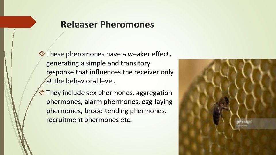 INDEX Introduction to honey bees What are pheromones